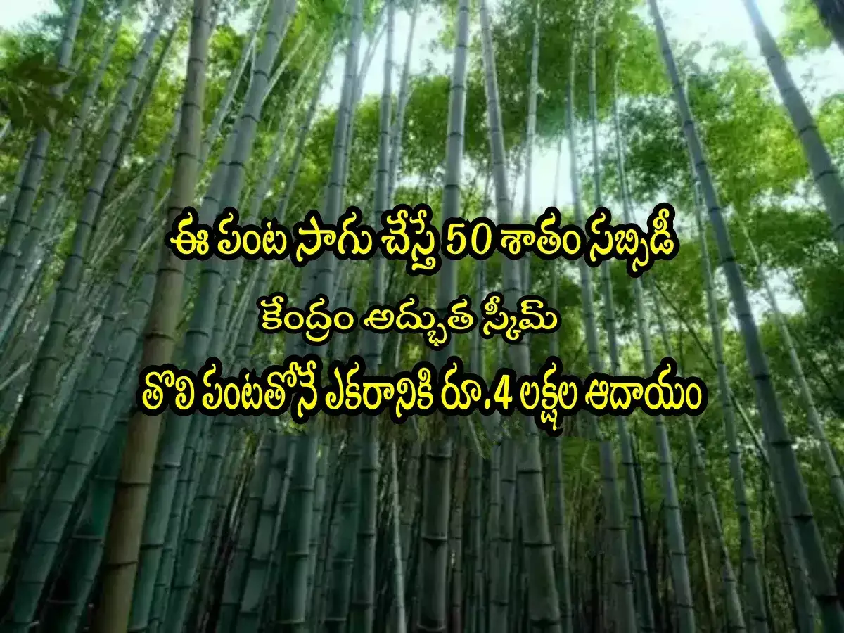 Bamboo Farming,Business Idea: కేంద్ర ప్రభుత్వ పథకం.. ఈ పంట సాగుపై 50 ...