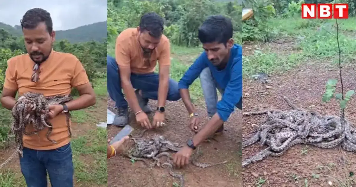 हाथों से पकड़ा, फिर गोद में उठाया, सांपों के बीच ऐसे खेल गया ये शख्स ...