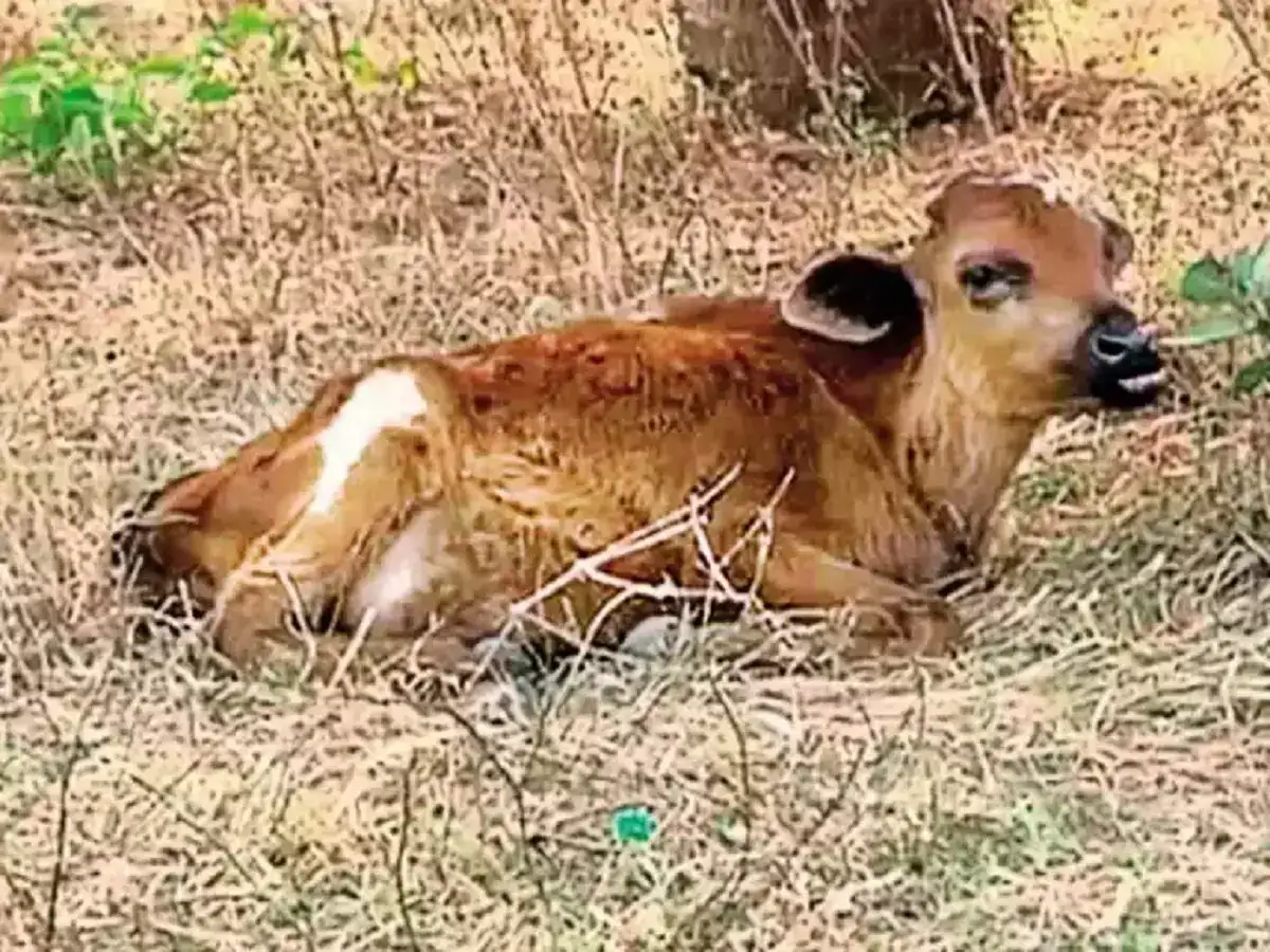 Calf With 8 Legs,8 కాళ్లతో జన్మించిన దూడ.. బ్రహ్మం గారు చెప్పినట్లే ...