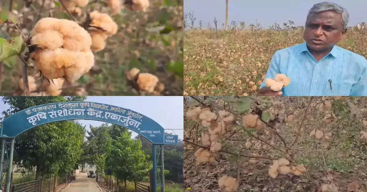 Colorful Cotton Cultivation Successful In Chandrapur; पांढरं सोनं आता ...