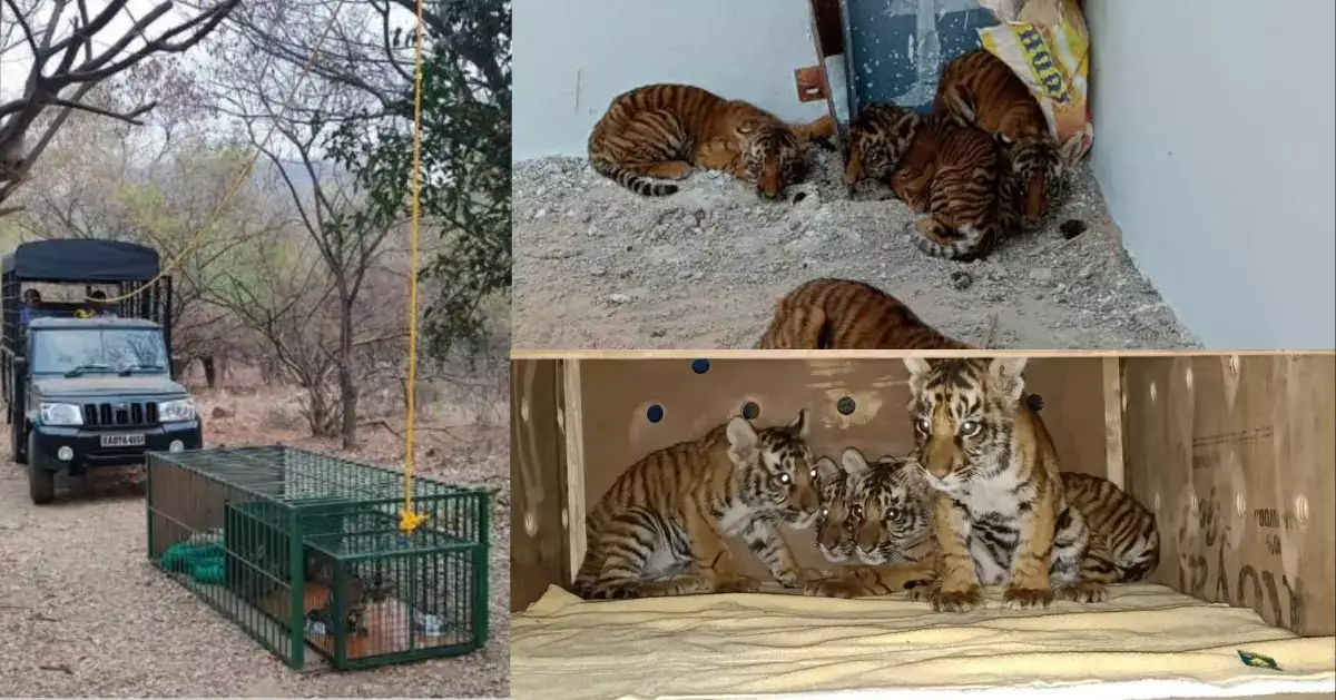 Tiger Cubs Sent To Tirupati Zoo,కూనలను అక్కున చేర్చుకోని తల్లి.. పెద్ద ...