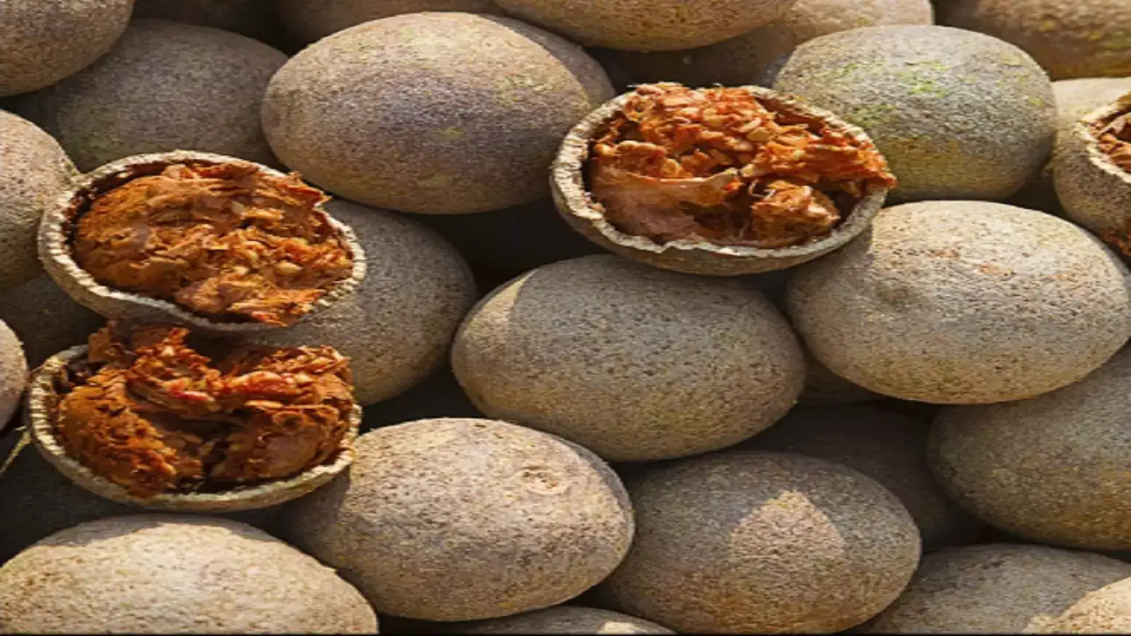 बहुगुणी 'कवठ' जाणार आता सातासमुद्रापार! 'केटीएचएम'च्या विद्यार्थ्यांनी ...