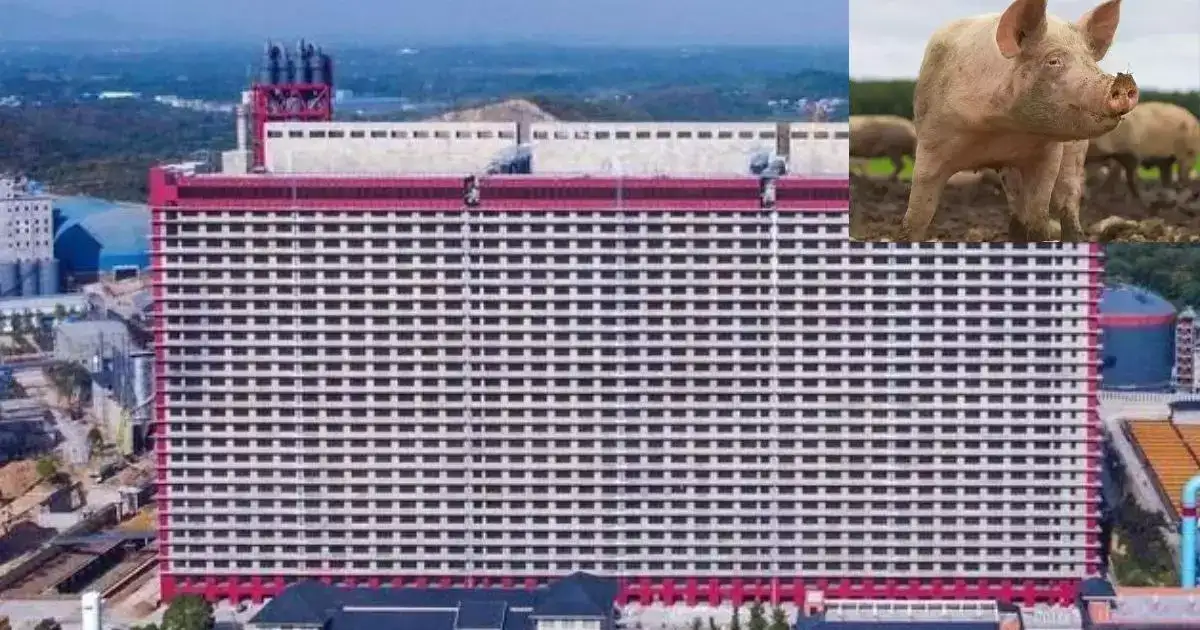 China Pig Farm Building : China Huge Pig Farm In Hubei Province Pig ...