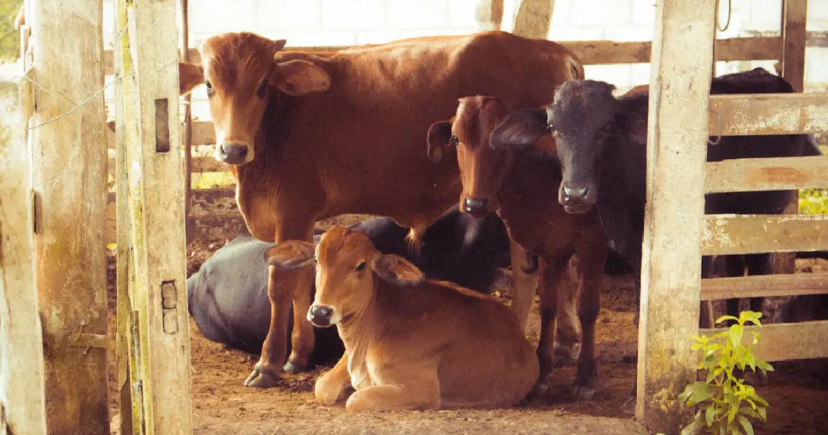 Cow Insurance Policy In Kerala,കന്നുകാലി ഇൻഷുറൻസ് പരിരക്ഷ ആർക്കൊക്കെ? സ ...