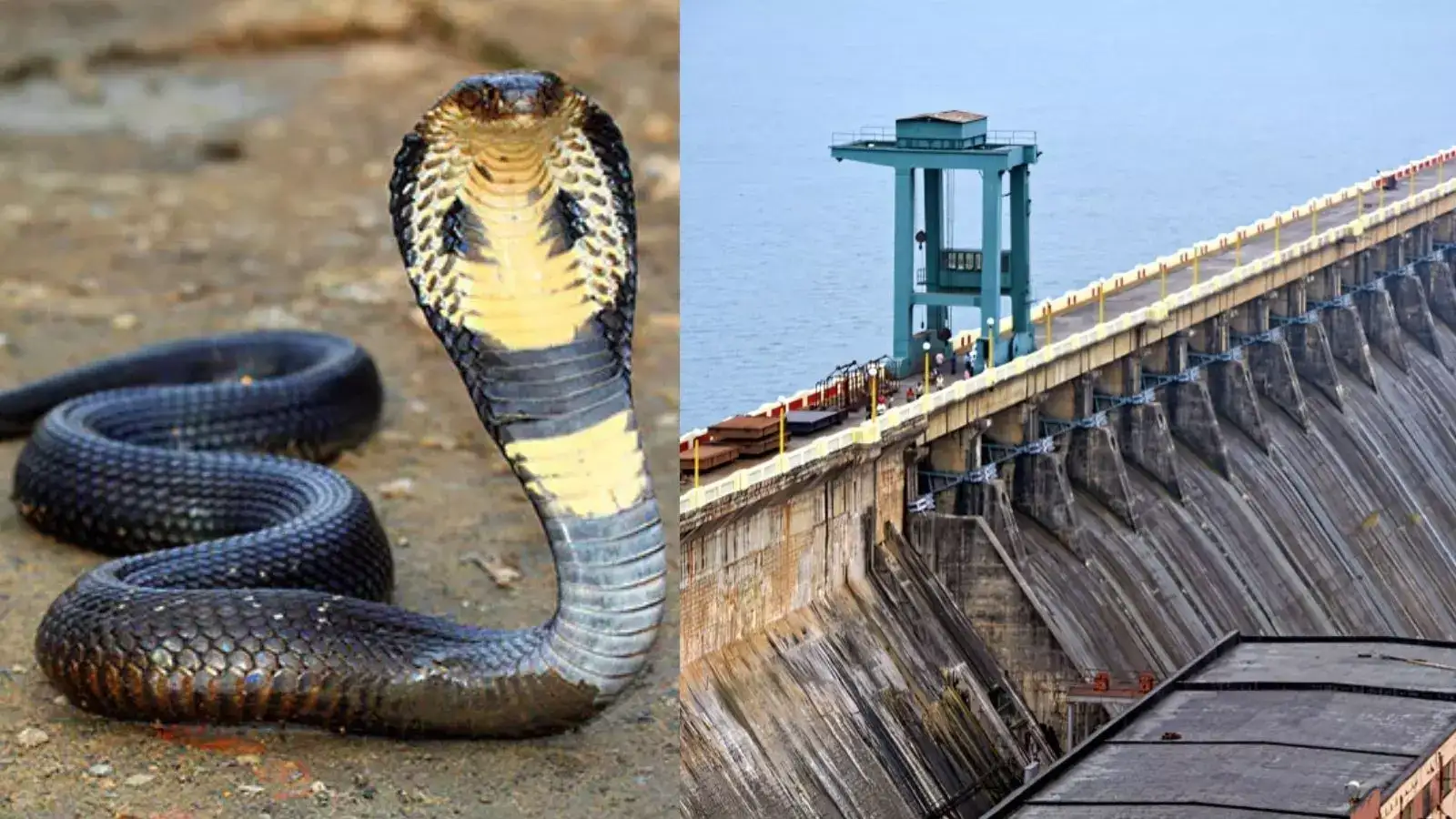 Snake News: 4 फीट लंबा कोबरा, फन उठाए लगा फुफकारने, हीराकुंड डैम के ...