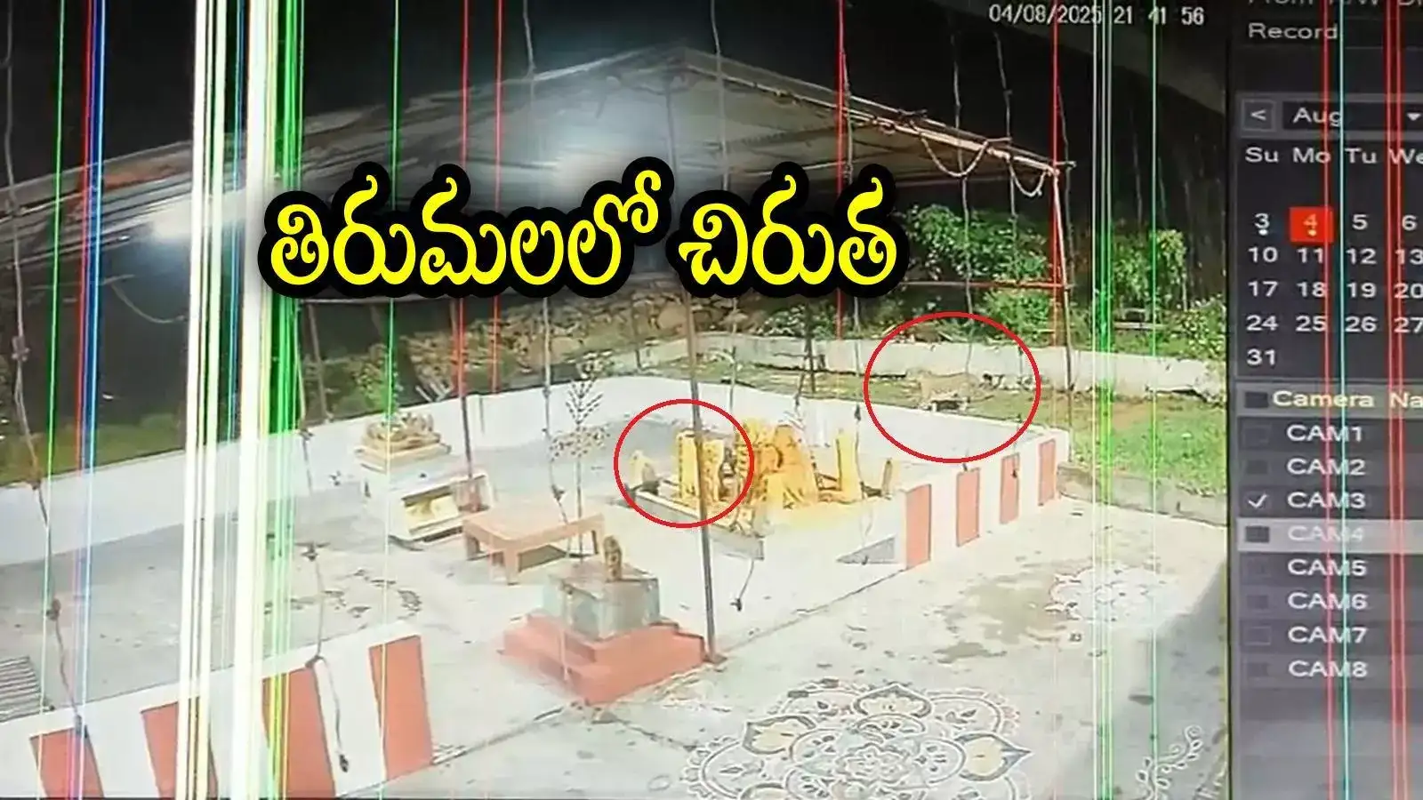 Tirumala Leopard Spotted Cctv Footage,తిరుమలలో చిరుత కలకలం.. అదే ప్లేస్ ...