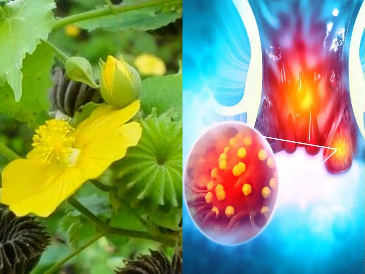 Thuthi Leaf Benefits : மோசமான ரத்த மூலத்தையும் ஒரே வாரத்துல சரிசெய்யும் ...