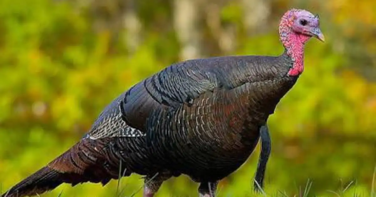 Turkey News: अपनी किस्मत पर रोता है यह 'मोटा मुर्गा', खाते सब हैं पर ...