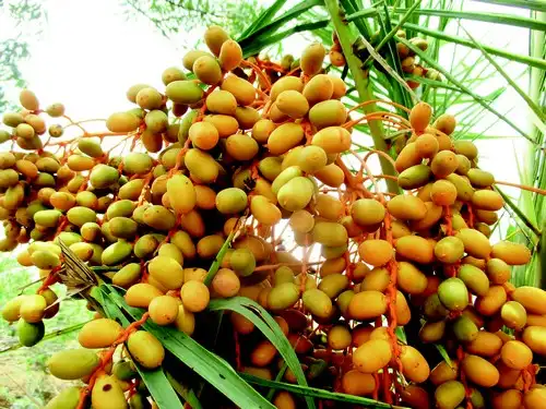 ಈಚಲ,ಅಪರೂಪವಾಗುತ್ತಿರುವ ಈಚಲ ಹಣ್ಣು - the rare fruit of this fruit ...