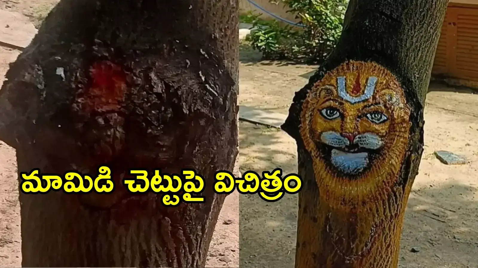West Godavari District Mango Tree Narasimha Swamy,ఉండి: మామిడి చెట్టుపై ...