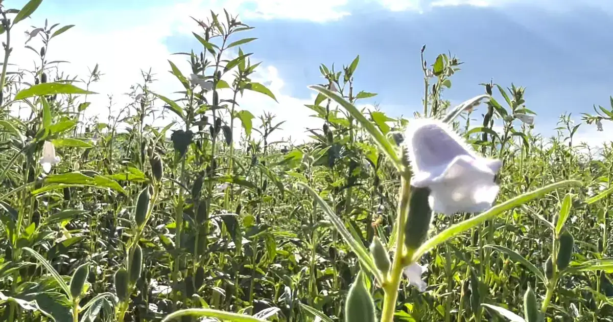 Ellu Krishi,വയനാടന്‍ വയലുകളിലേക്ക് എള്ളുകൃഷി തിരച്ചെത്തുന്നു; ചിലവ് ...