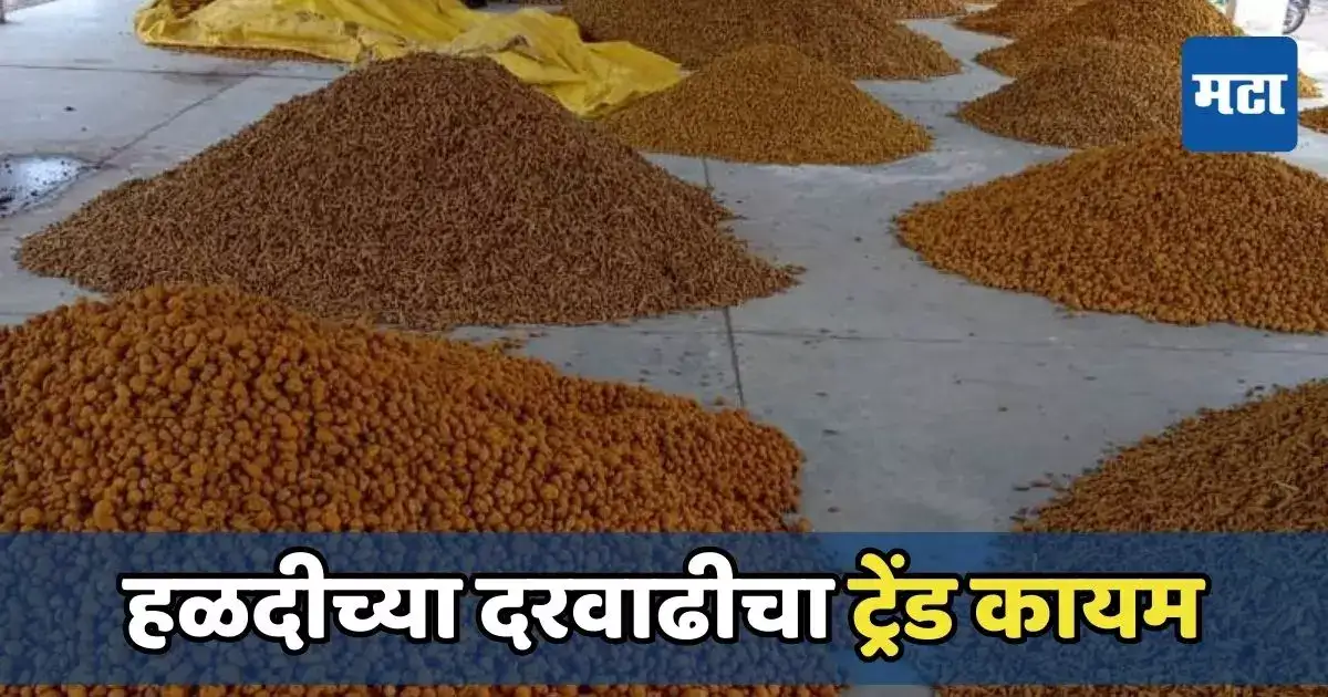 Satara Turmeric Rate : साताऱ्यात हळदीच्या दरात मोठी वाढ, वाईच्या ...