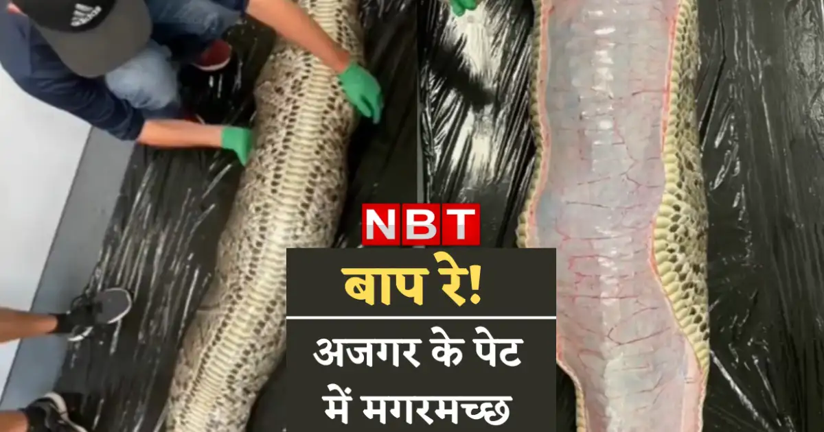 jungle news how giant python swallows alligator watch viral video : न ...