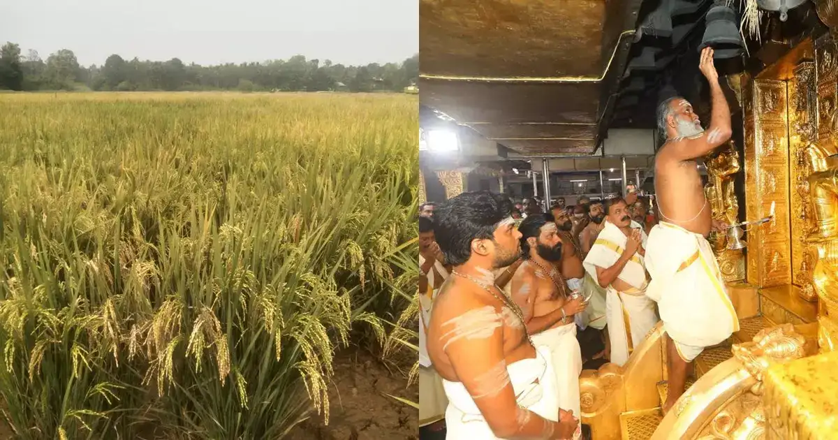 Know About Niraputhari Sabarimala 2023, നിറപുത്തരി 10ന് ...