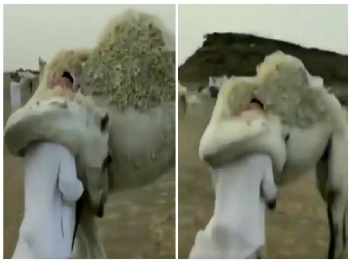 Camel Hugs Human,మిస్ యూ బ్రో.. యజమానిని కౌగిలించుకున్న ఒంటె, చాలా ...