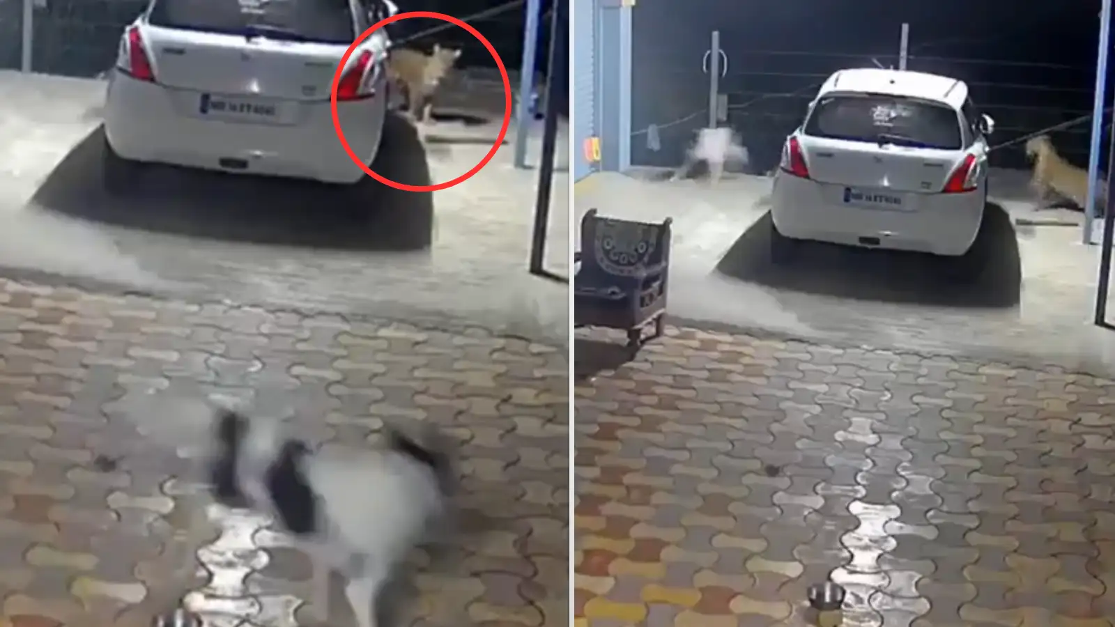 Kutte Aur Leopard Ka Video,कुत्ते को अकेला देख बाहुबली बनने की कोशिश ...