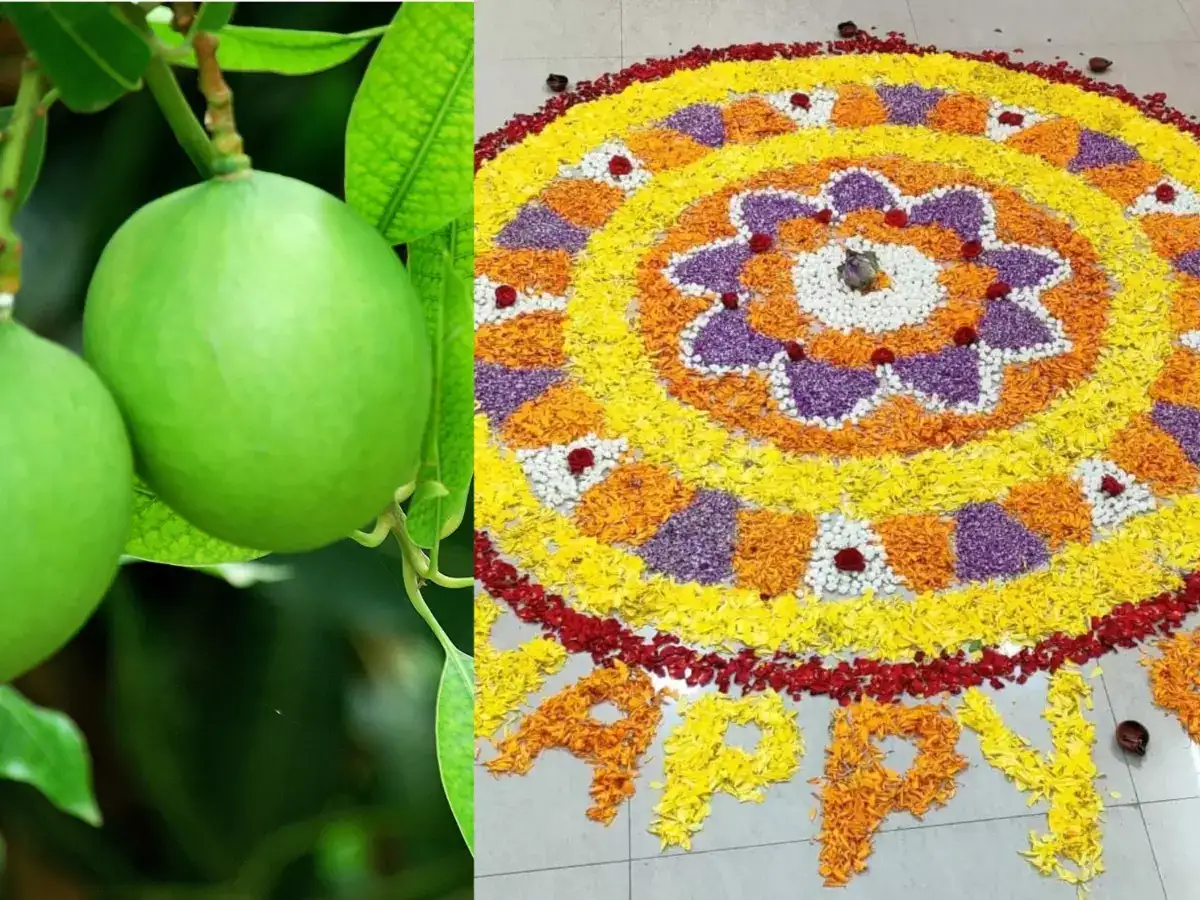 Ulavapadu Punasa Mamidi,ప్రకాశం జిల్లా రైతులకు సిరులు కురిపించిన ...