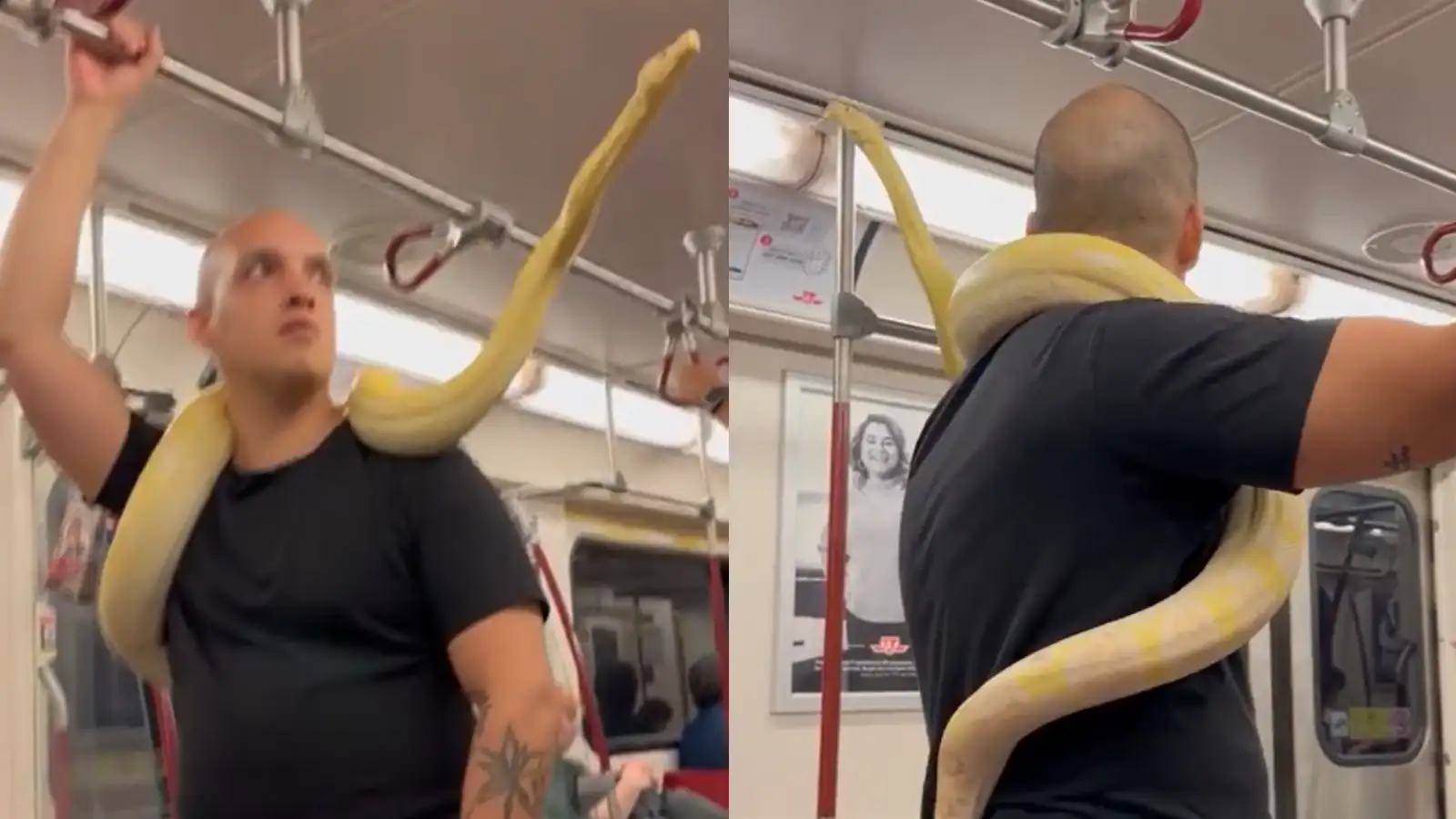 Viral Snake Video,সাপ গলায় নিয়ে মেট্রোতে উঠলেন যুবক! ভিডিয়ো দেখে ...