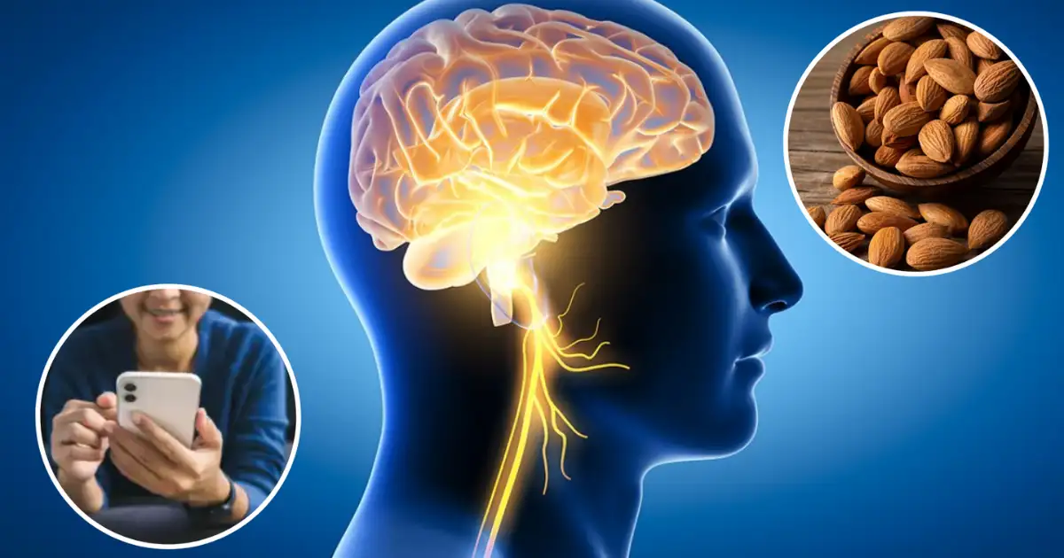 How To Increase Brain Power And Memory,धीरे-धीरे दिमाग को सिकोड़ रही ...