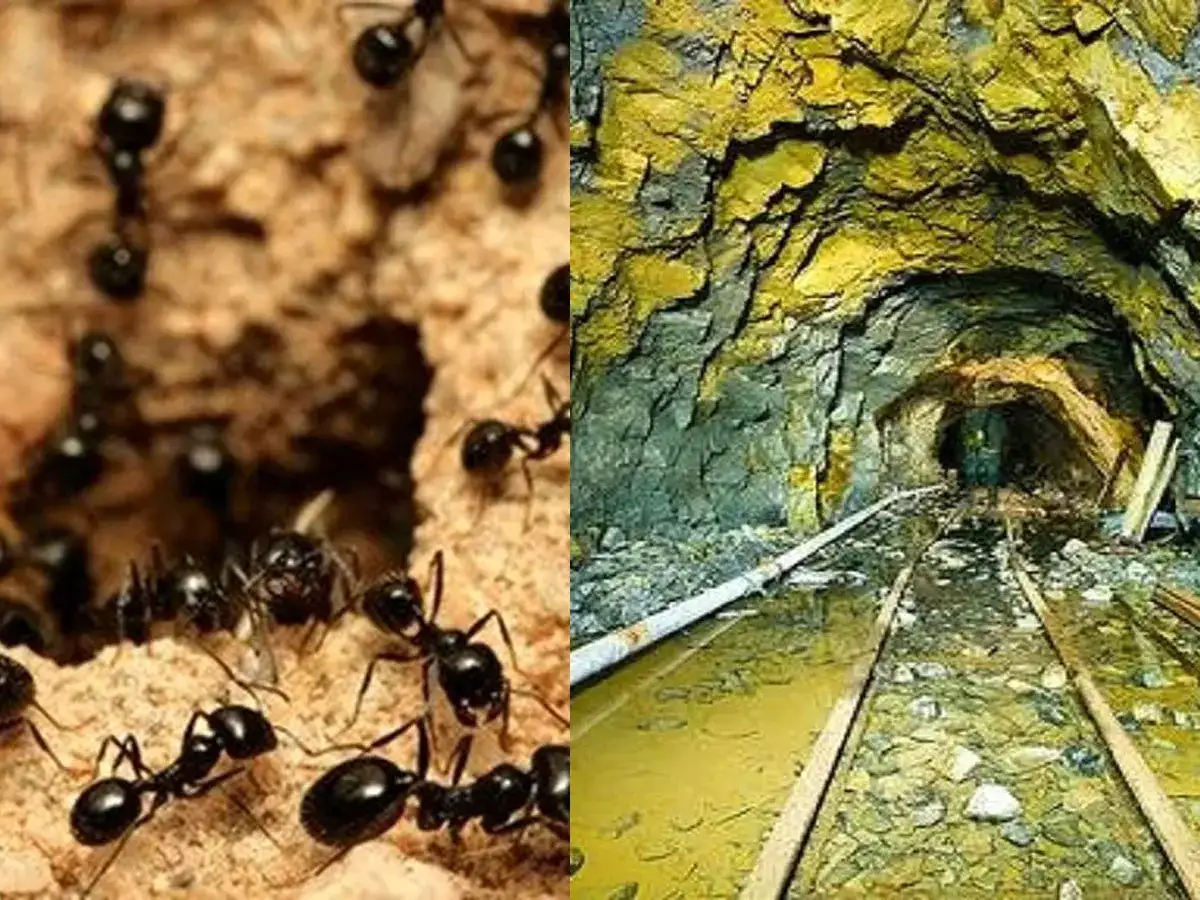 Jamui Gold Mine,காட்டிக் கொடுத்த எறும்புகள்.. இந்தியாவின் மிகப்பெரிய ...