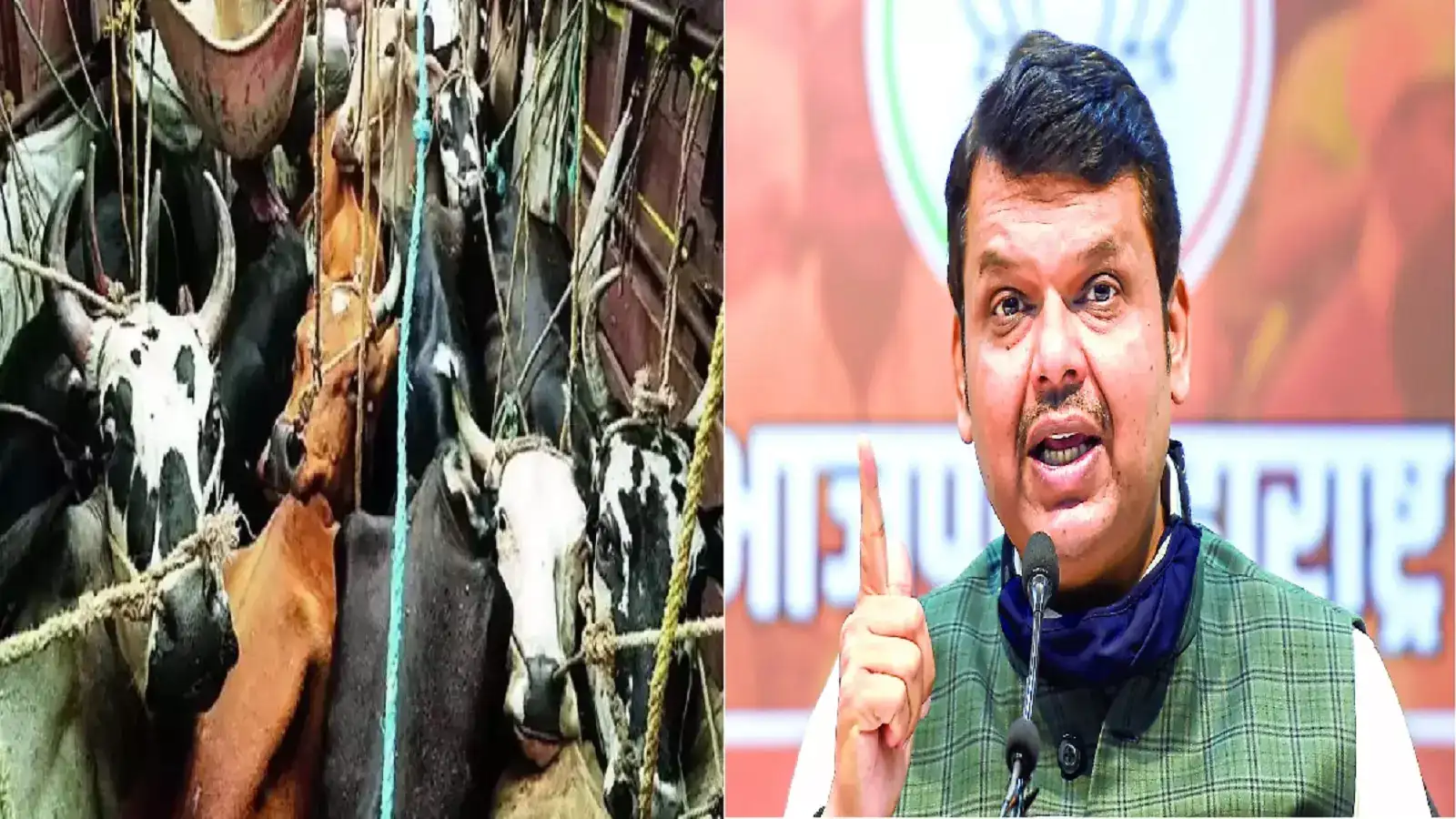 गोहत्येच्या गुन्हेगारांवर यापुढे मकोका; CM देवेंद्र फडणवीसांची विधानसभेत घोषणा - cm devendra ...