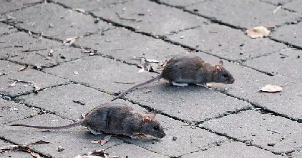 Rat Bite Patient's Fingers,ഐസിയുവില്‍ രോഗിയുടെ കാലിലെ രണ്ടു വിരലുകള് ...