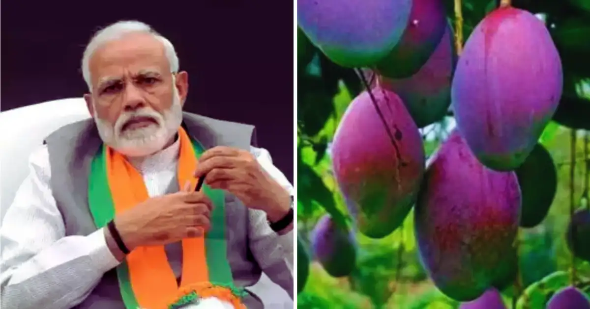 Pm Modi Favorite Fruit Mango Health Benefits,PM Modi के पसंदीदा फल आम ...