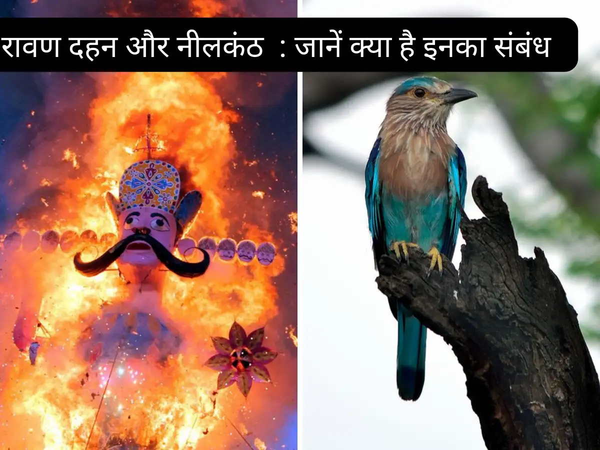 नीलकंठ पक्षी के साथ दशहरे का कनेक्शन : एक पौराणिक कथा से समझें इसका ...