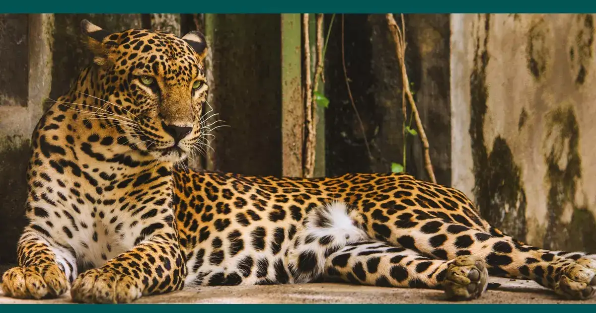 Leopard In Kannur,അഴീക്കലില്‍ ഇറങ്ങിയത് പുലിയോ കാട്ടുപൂച്ചയോ? സോഷ്യല്‍മീഡിയ കൊണ്ടു പൊറുതി മുട്ടി ...
