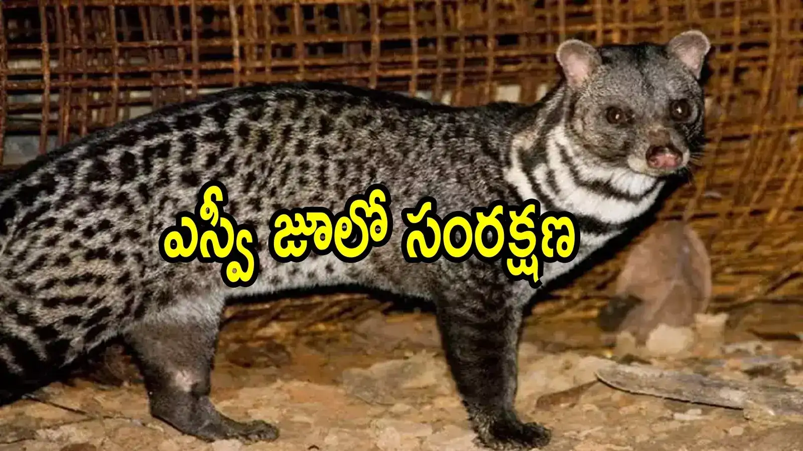 Punugu Pilli,ఏపీలో ఆ అరుదైన జంతువు సంరక్షణ.. రూ.1.97 కోట్లతో, టీటీడీ ...