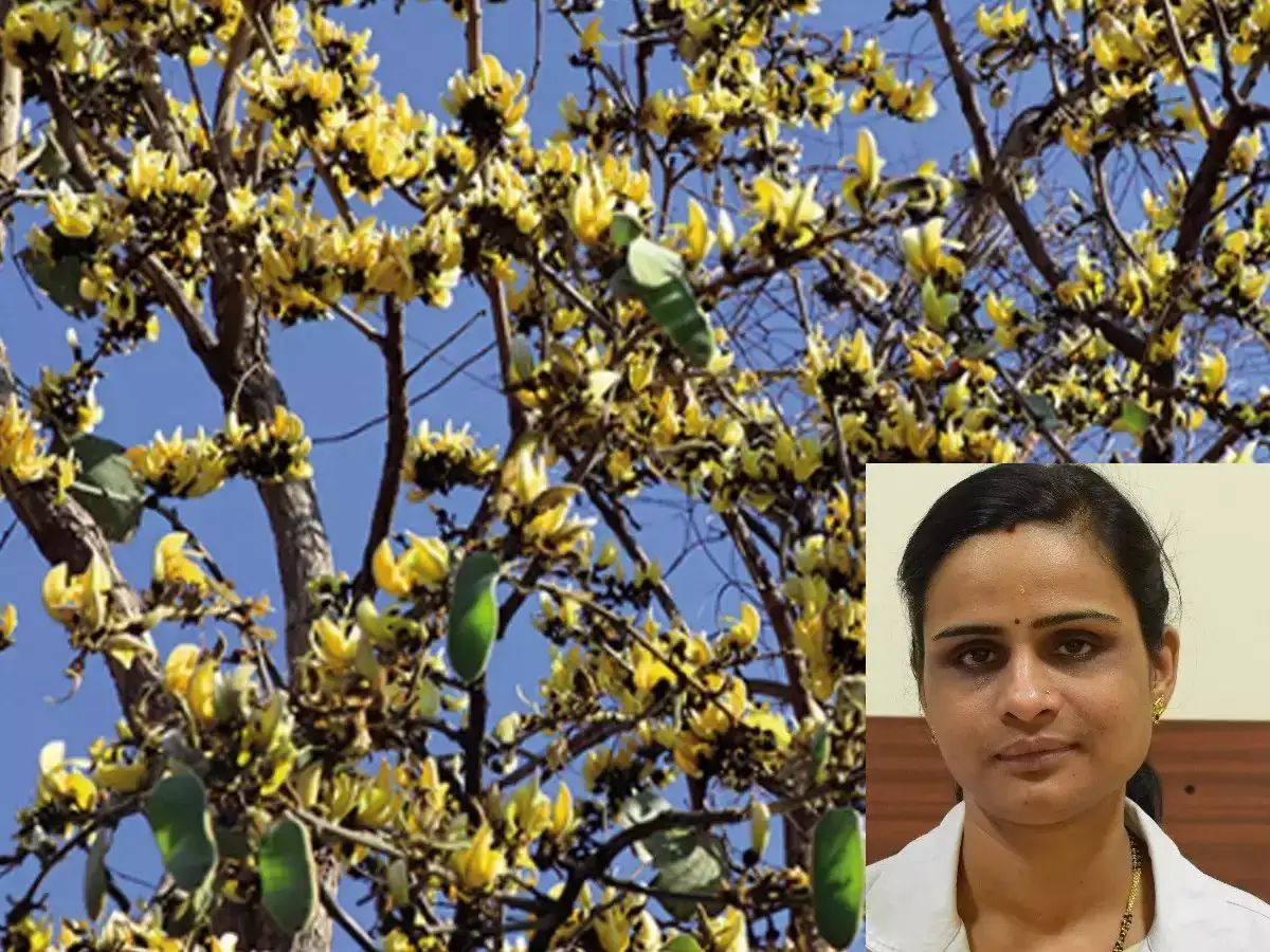 Purasu Tree Benefits In Ayurveda,ரத்தத்தை சுத்திகரிக்கும் புரசு மர ...
