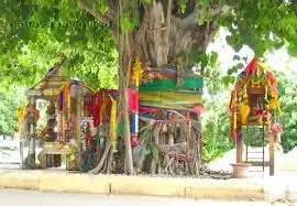Worship Of Peepal Tree,అవివాహితులు రావి చెట్టుకు పూజలు చేస్తే ...