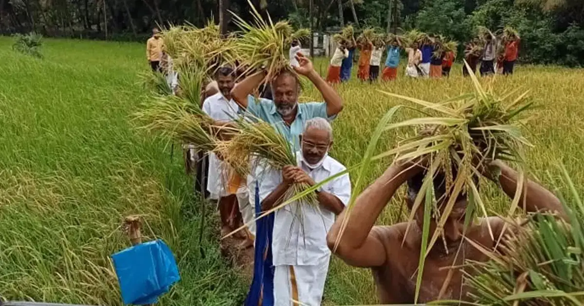 Sabarimala Niraputhari Festival 2022,ശബരിമല നിറപുത്തരി ഉത്സവം 4 ന് ...