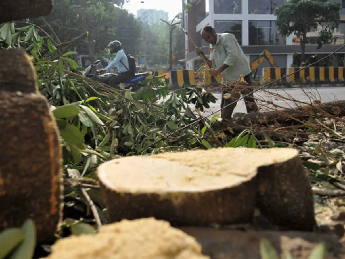 Tree Cutting In Telangana,చెట్ల నరికివేతకు అనుమతులు.. దేశంలోనే తెలంగాణ ...