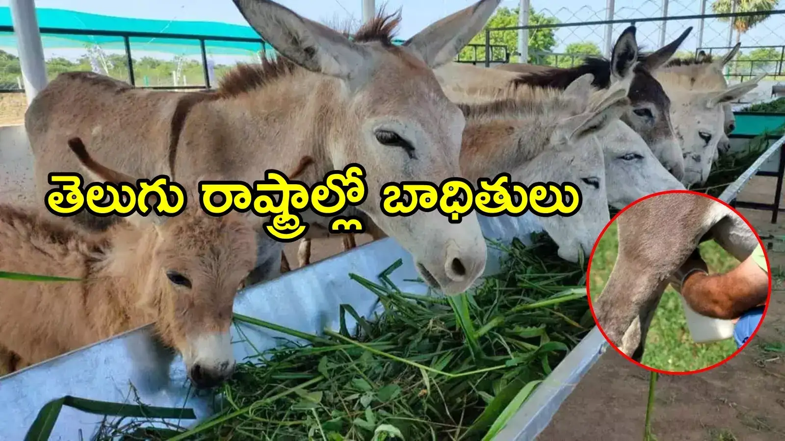 Tamil Nadu Man Cheats Andhra Pradesh People with Fake Donkey Milk ...