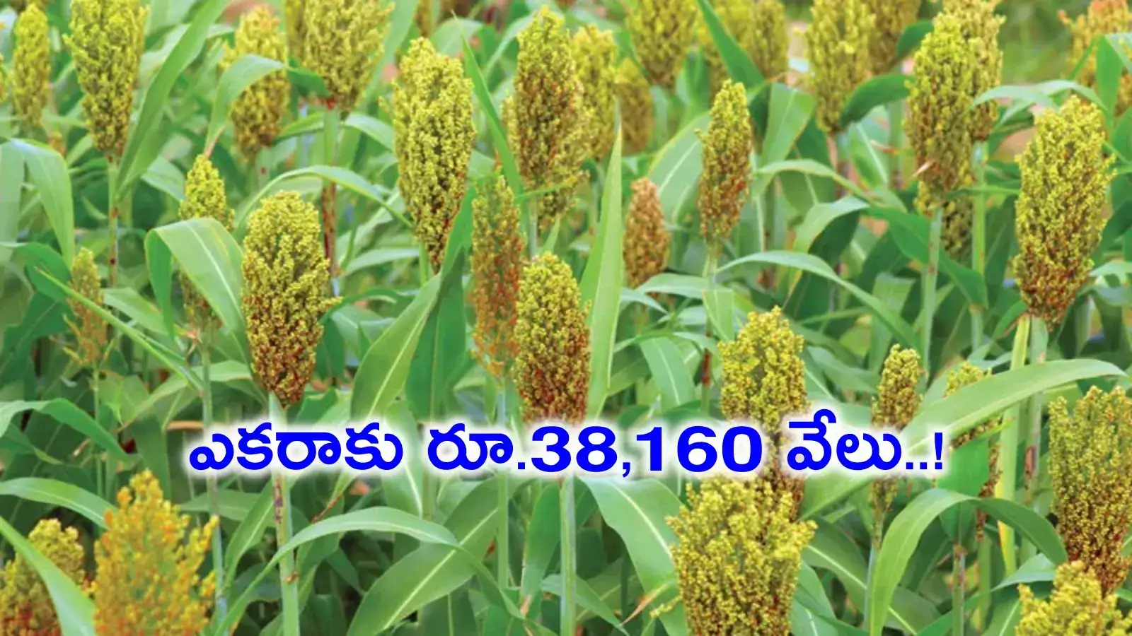Telangana Jonna Crop Purchase,రైతులకు మంత్రి తుమ్మల తీపికబురు.. ఆ ...