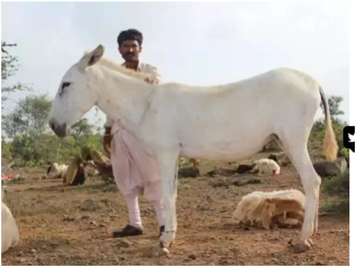 Donkey Milk,കഴുതപ്പാലിന് പ്രിയമേറും; പാല്‍ വിപണിയിലേക്ക്, ലിറ്ററിന് ...
