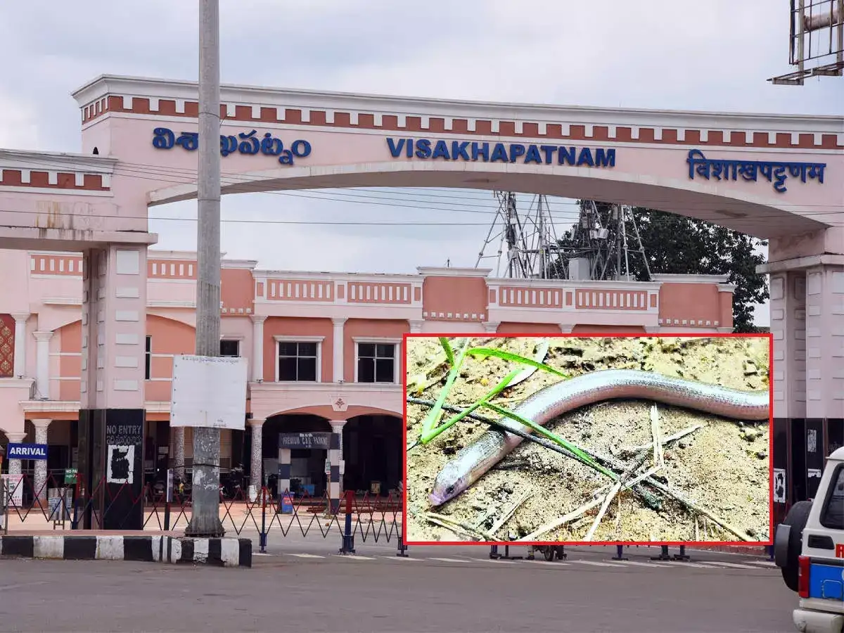 Kambalakonda Barkudia Limbless Skink,విశాఖ: కంబాలకొండలో అరుదైన సరీసృపం ...