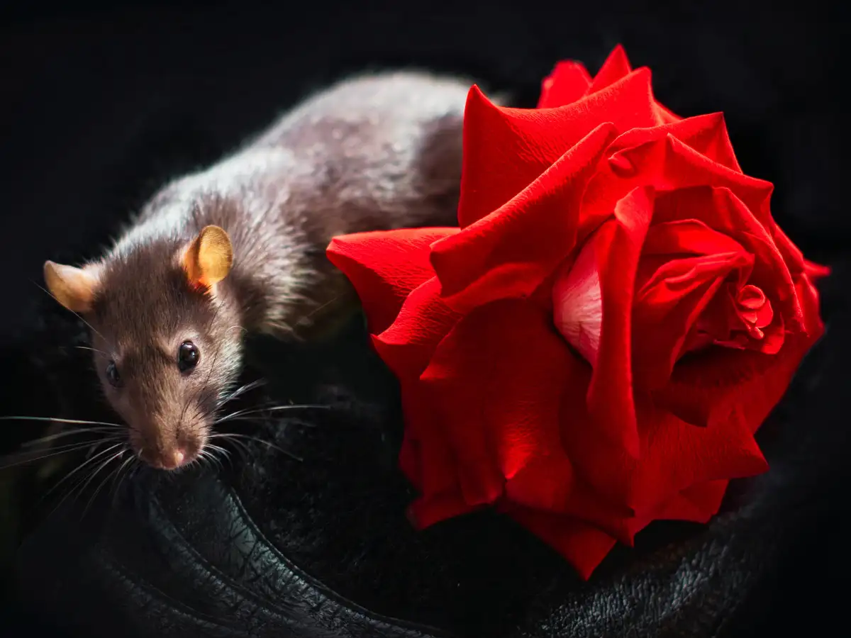 Rat Superstitions: ನಿಮ್ಮ ಮನೆಯಲ್ಲಿ ಇಲಿಗಳಿದ್ದರೆ ಹೀಗೆಲ್ಲಾ ಆಗುತ್ತೆ ನೋಡಿ ...