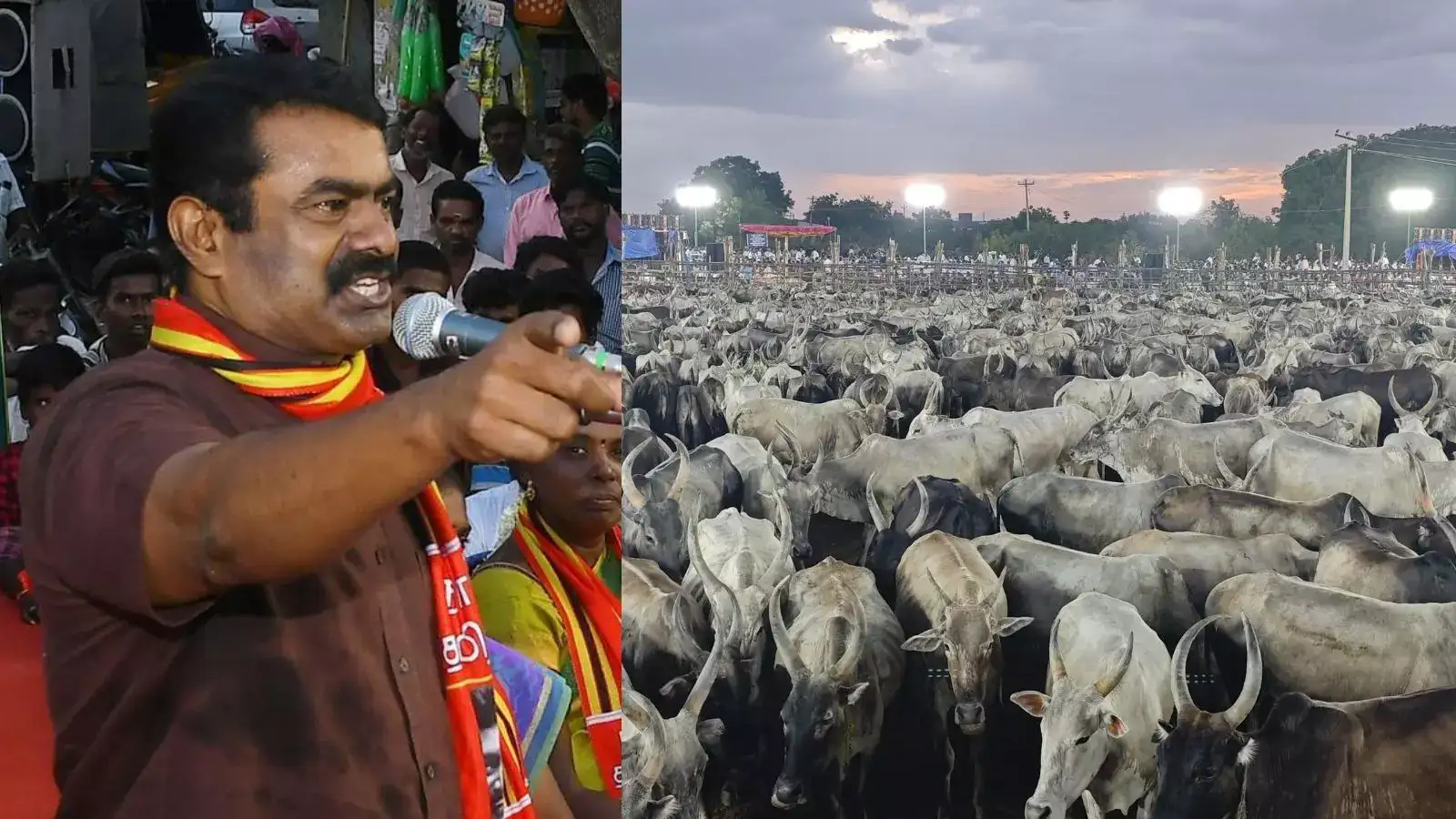 Madurai Goats Cows Conference,சீமான் அறிவித்த மாடு மேய்க்கும் போராட்டம் ...