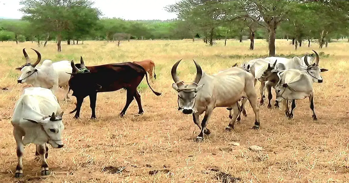 Gomari Disease,‘மாடுகளுக்கான தடுப்பூசியை மத்திய அரசு வழங்கவில்லை ...