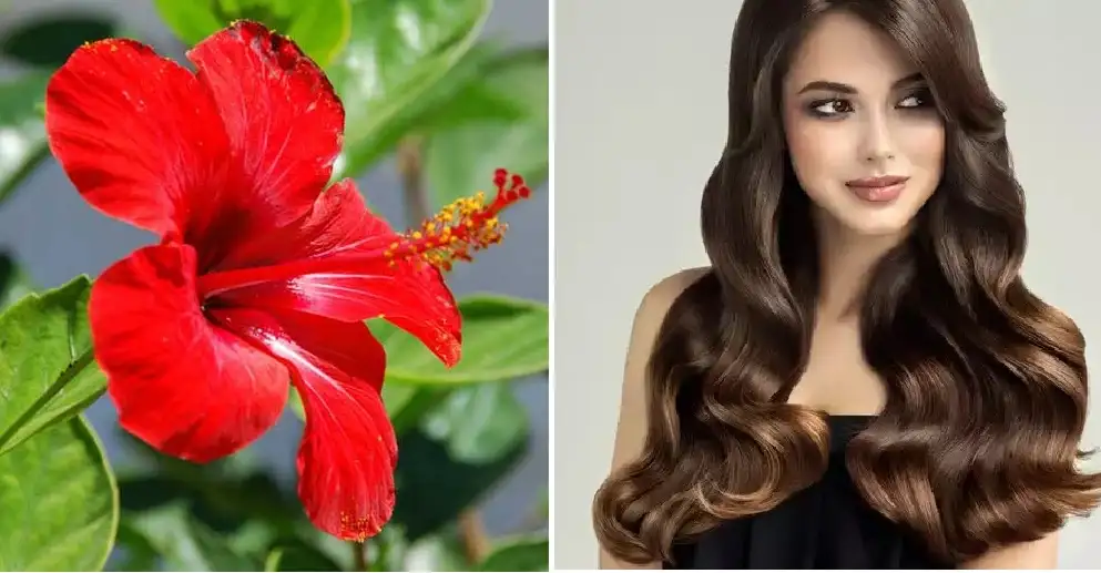 Chembaruthi Flower For Hair,முடி கொட்டாம நீளமா அடர்த்தியா வளர இந்த ...