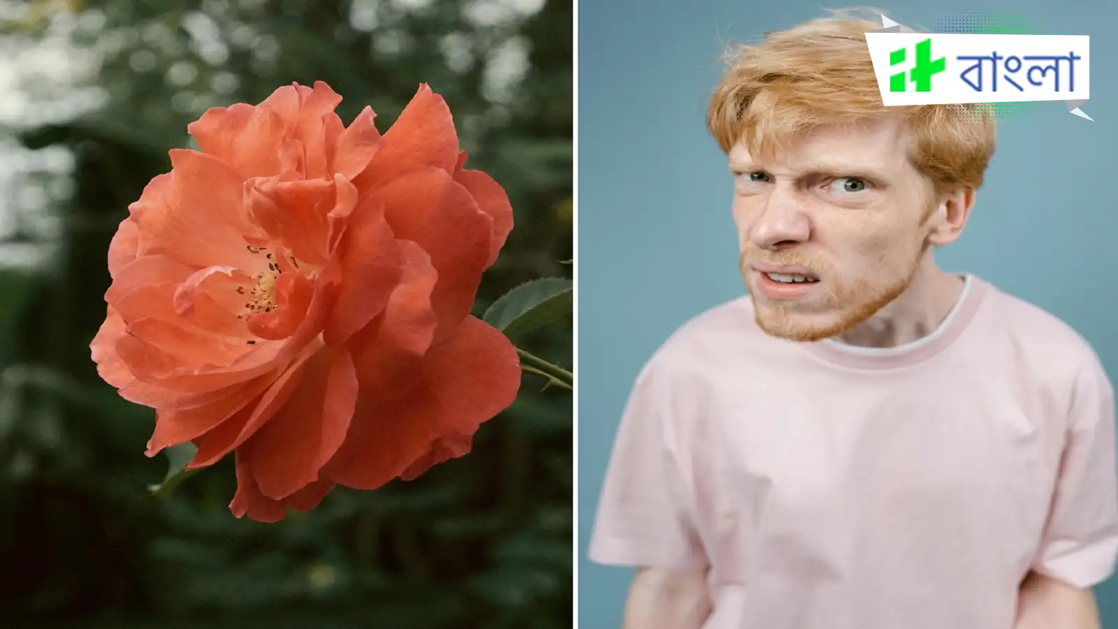 Rose Day Meme,প্রেম আসুক আর না-আসুক, আজ 'রোজ ডে’! মজাদার মিমের বন্যায় ...