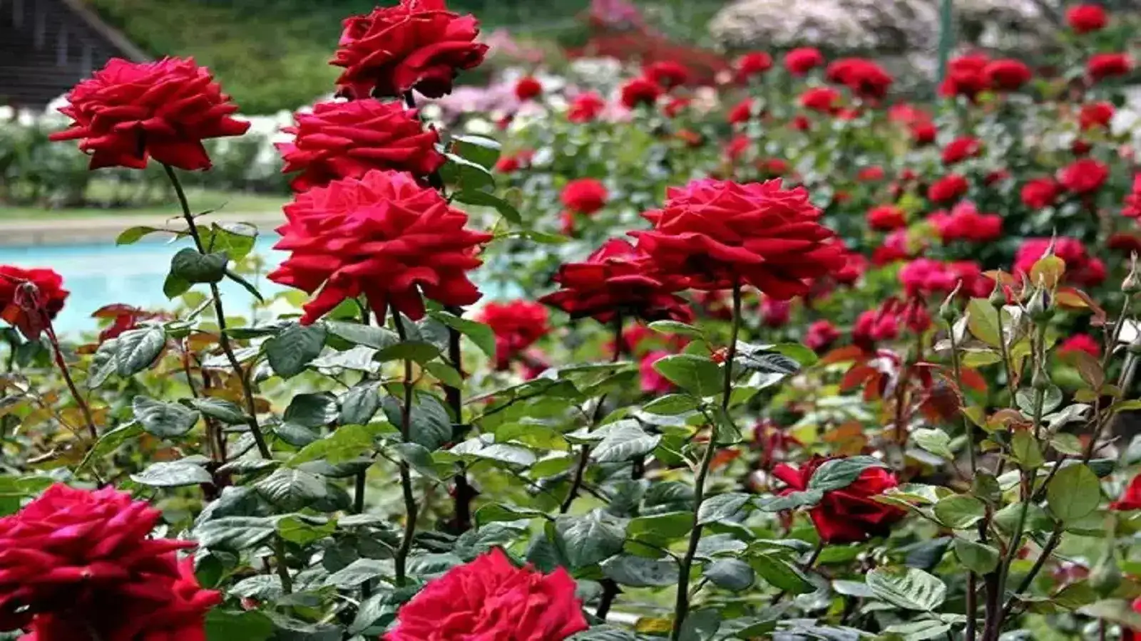 Yercaud Flower Show,ஏற்காடு மலர் கண்காட்சி... குவியும் சுற்றுலா பயணிகள் ...