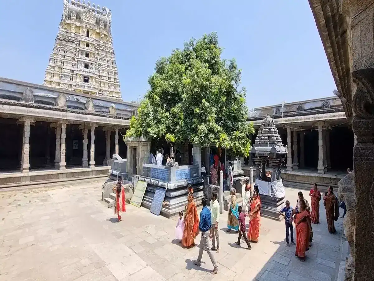 Mango Tree In Kanchipuram,காஞ்சிபுரத்தில் மீண்டும் காய்க்க தொடங்கிய ...