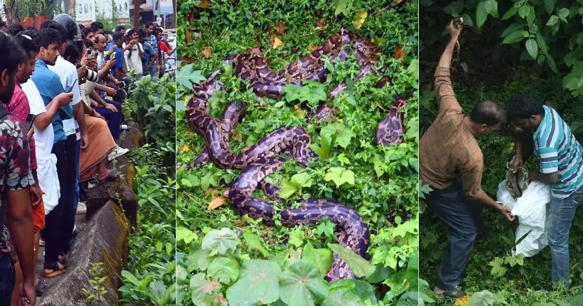 Pythons Found In Kozhikode,കനോലി കനാലിൽ പെരുമ്പാമ്പിൻ കൂട്ടം; കാഴ്ച കാണാൻ ആൾക്കൂട്ടം, ഒരു ...