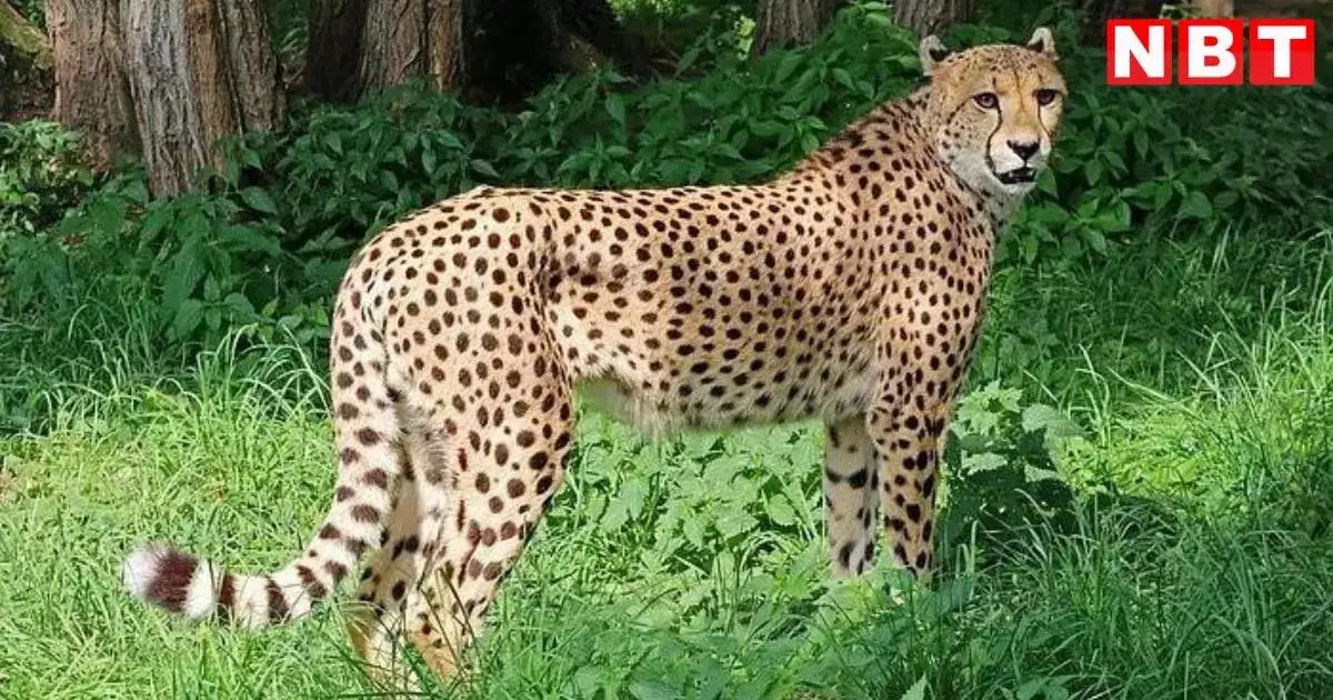 Kuno tracking team searching female cheetah asha attacked by villagers ...