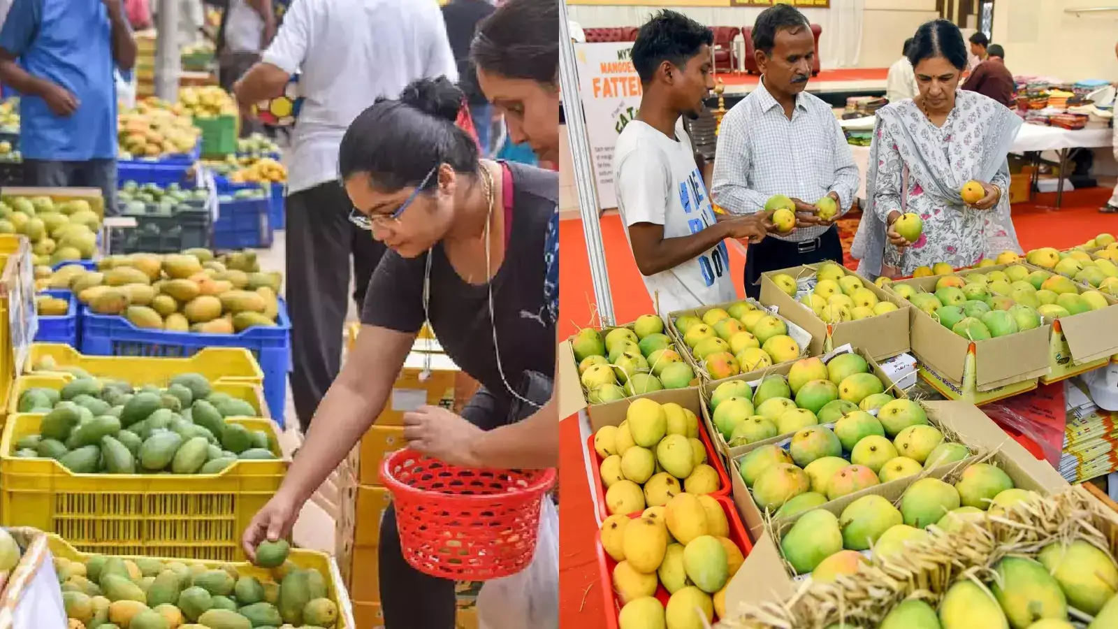 Lalbagh Mango Mela,ಲಾಲ್‌ಬಾಗ್‌ನಲ್ಲಿ ಮಾವು, ಹಲಸು ಮೇಳ ಆರಂಭ, ಗಮನ ...