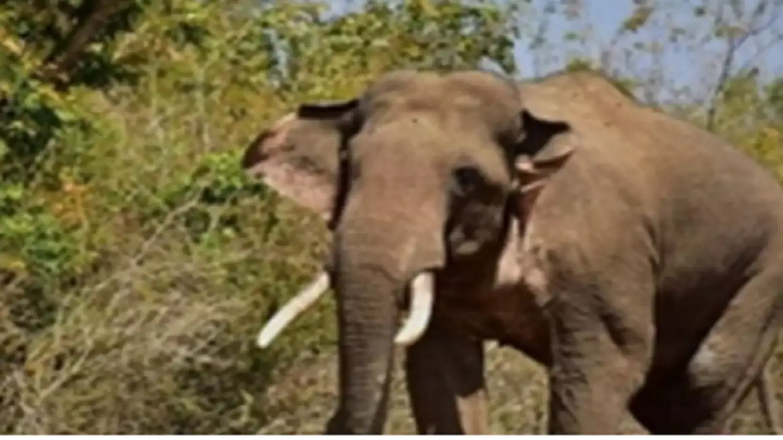 ஈரோடு சத்தியமங்கலம் அருகே ஒற்றை காட்டு யானை அட்டகாசம்; நடவடிக்கை எடுக்க பொதுமக்கள் கோரிக்கை! - a ...