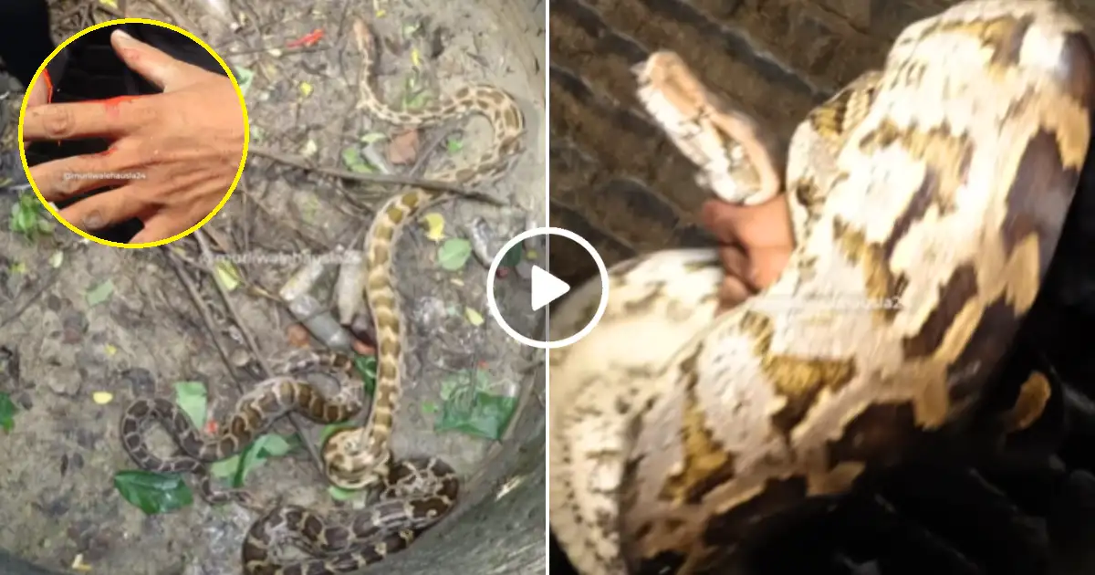 Snake Rescue Video,Python Rescue : कुएं में फंस गए थे 3 अजगर, शख्स बचाने के लिए नीचे गया तो उसका ...